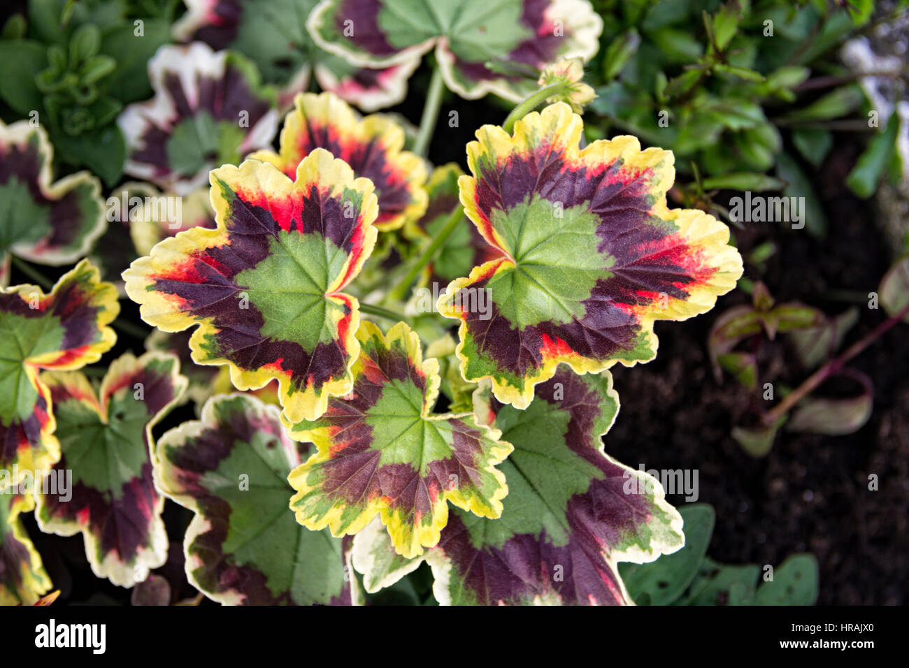 Variegated leaf geranium hi-res stock photography and images - Alamy