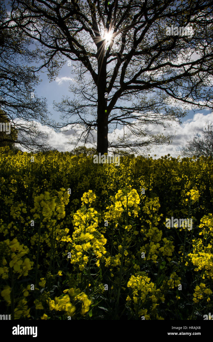 A field of Oil Seed with the sunlight behind a tree Stock Photo - Alamy