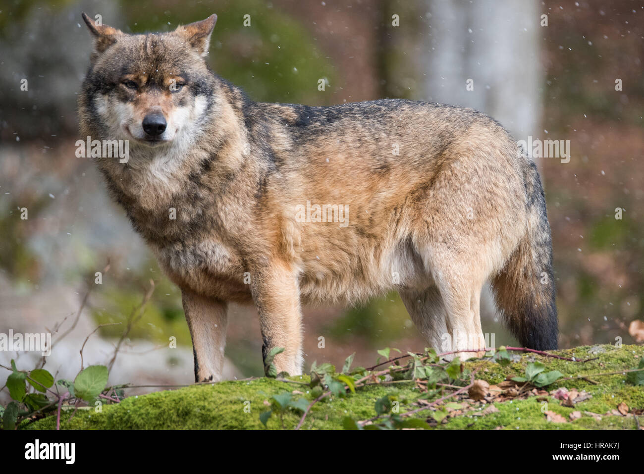 wolf, canis lupus,wolv Stock Photo - Alamy