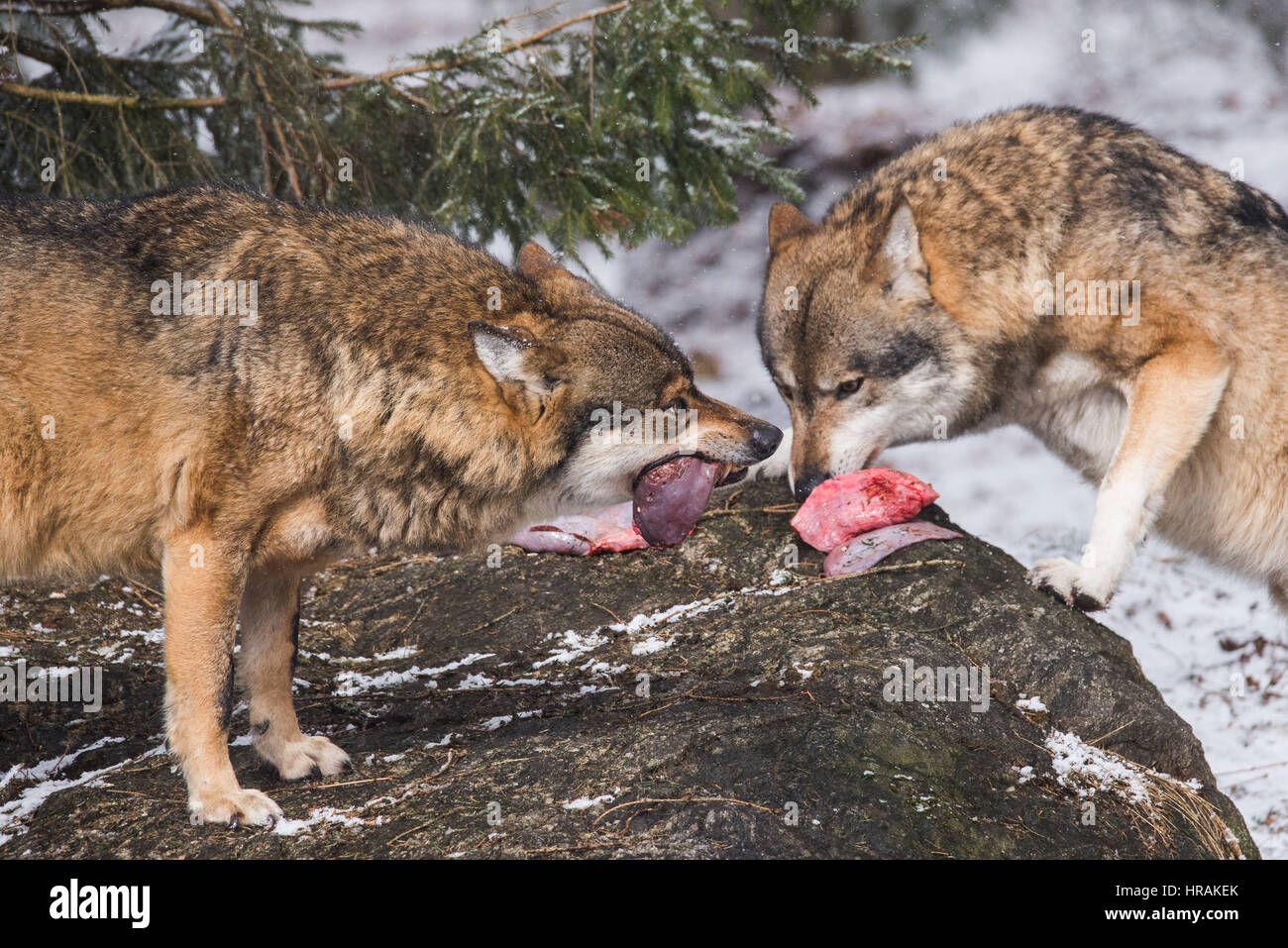 Zoo wolf feeding hi-res stock photography and images - Alamy