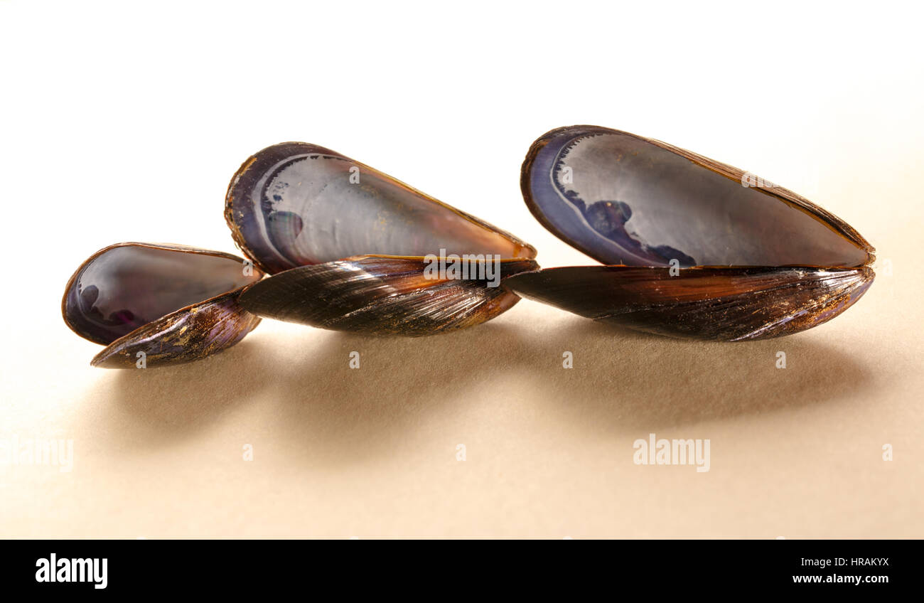 Three empty sea mussel shells in closeup Stock Photo - Alamy