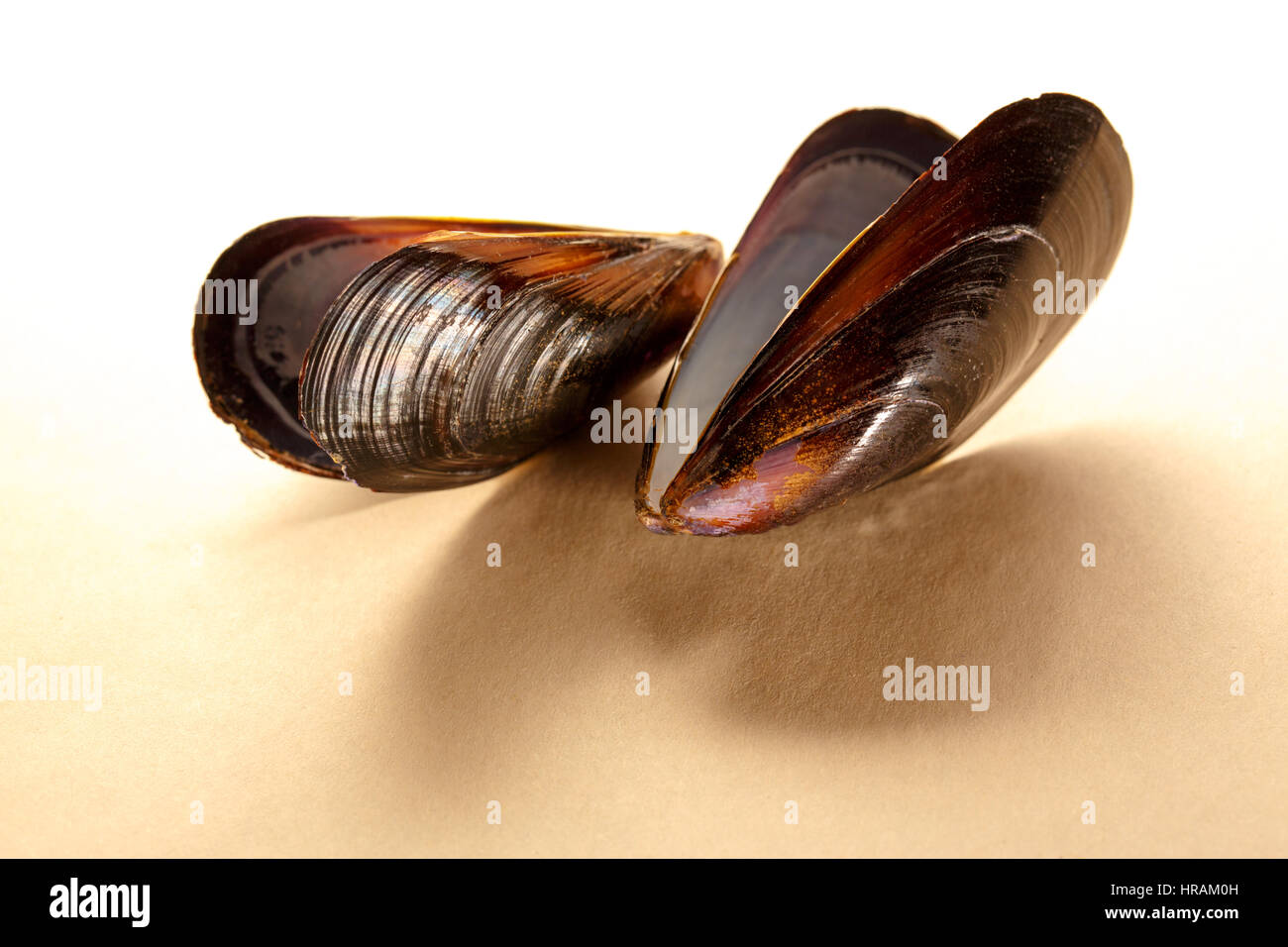 Two empty sea mussel shells in closeup Stock Photo - Alamy