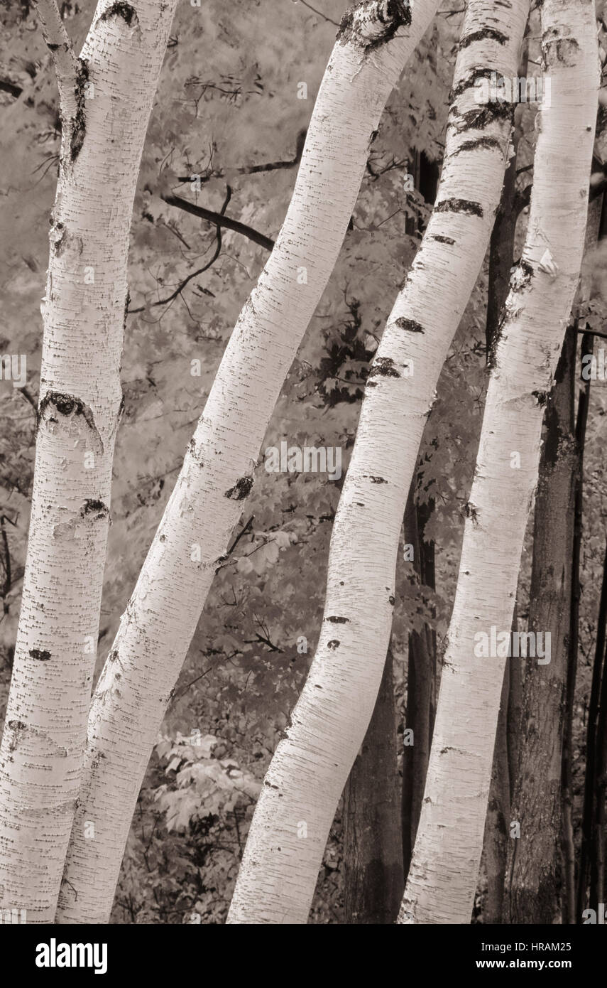 Pattern of Birch Tree Trunks in a Forest, White Mountains, New ...