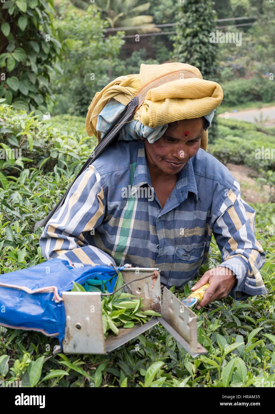 Portrait of tea picker at plantations near Periyar, Kumily, Kerala ...