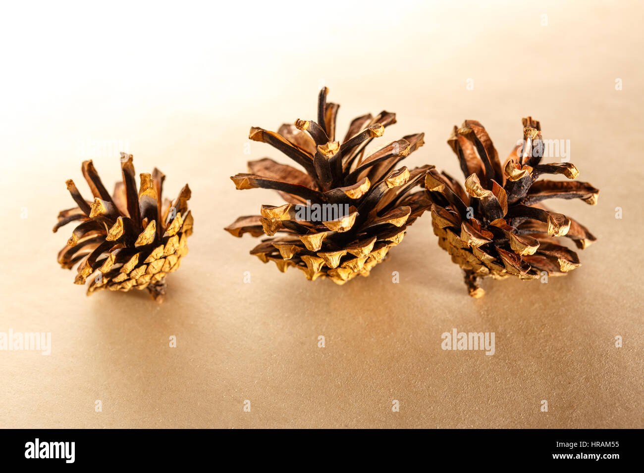 Dry cones on the paper background closeup Stock Photo - Alamy
