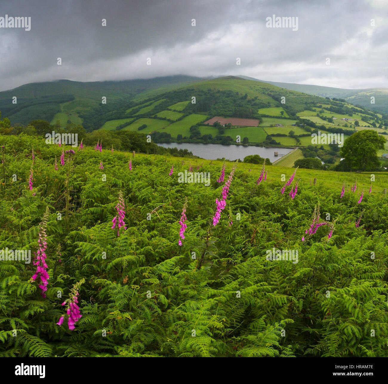 Summer landscape of the Brecon Beacons Stock Photo - Alamy
