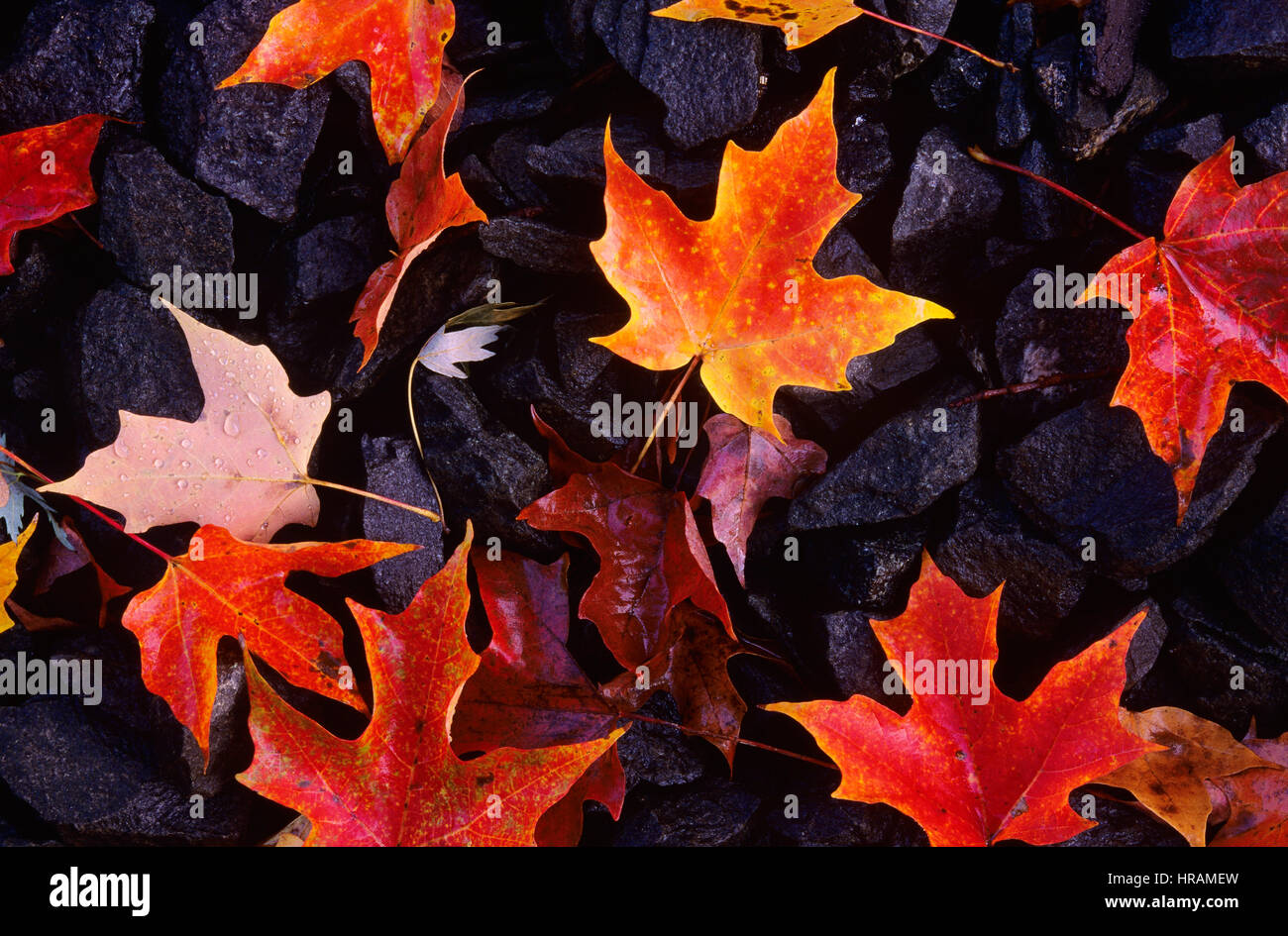 Red Maple Leaves, Vermont, U.S.A Stock Photo - Alamy