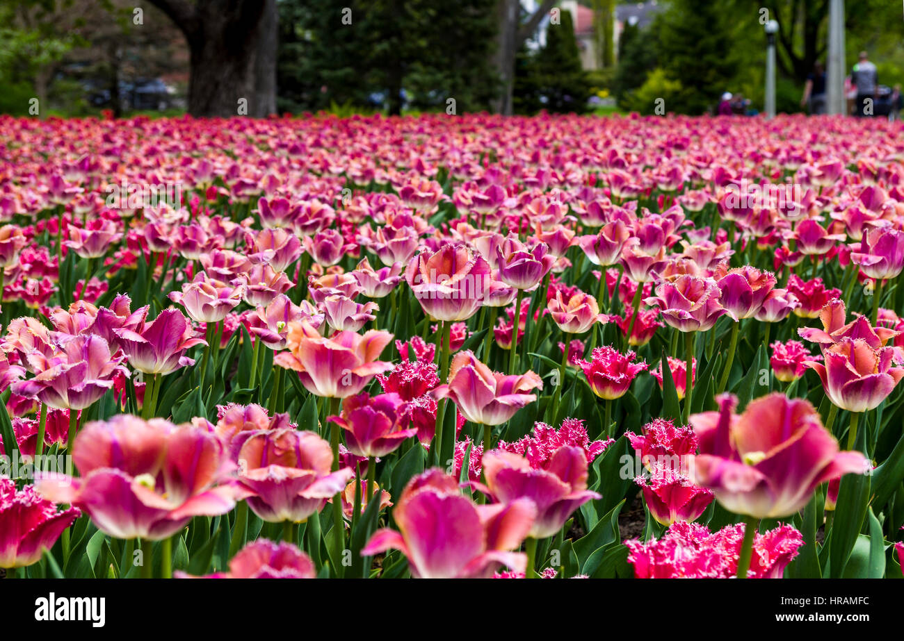 Long living perennial hi-res stock photography and images - Alamy