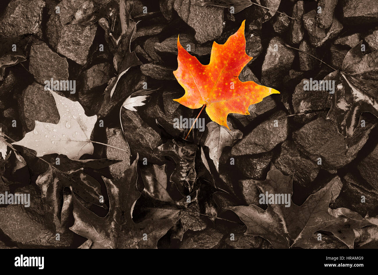 Red Maple Leaves, Vermont, U.S.A Stock Photo - Alamy