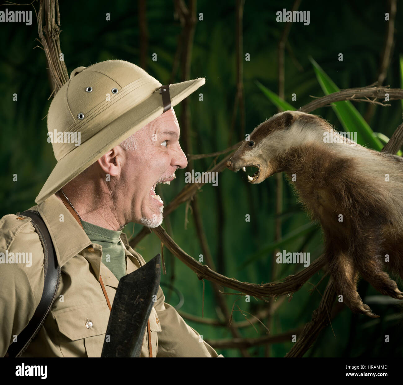 Terrified explorer meeting a ferocious badger face to face in the ...