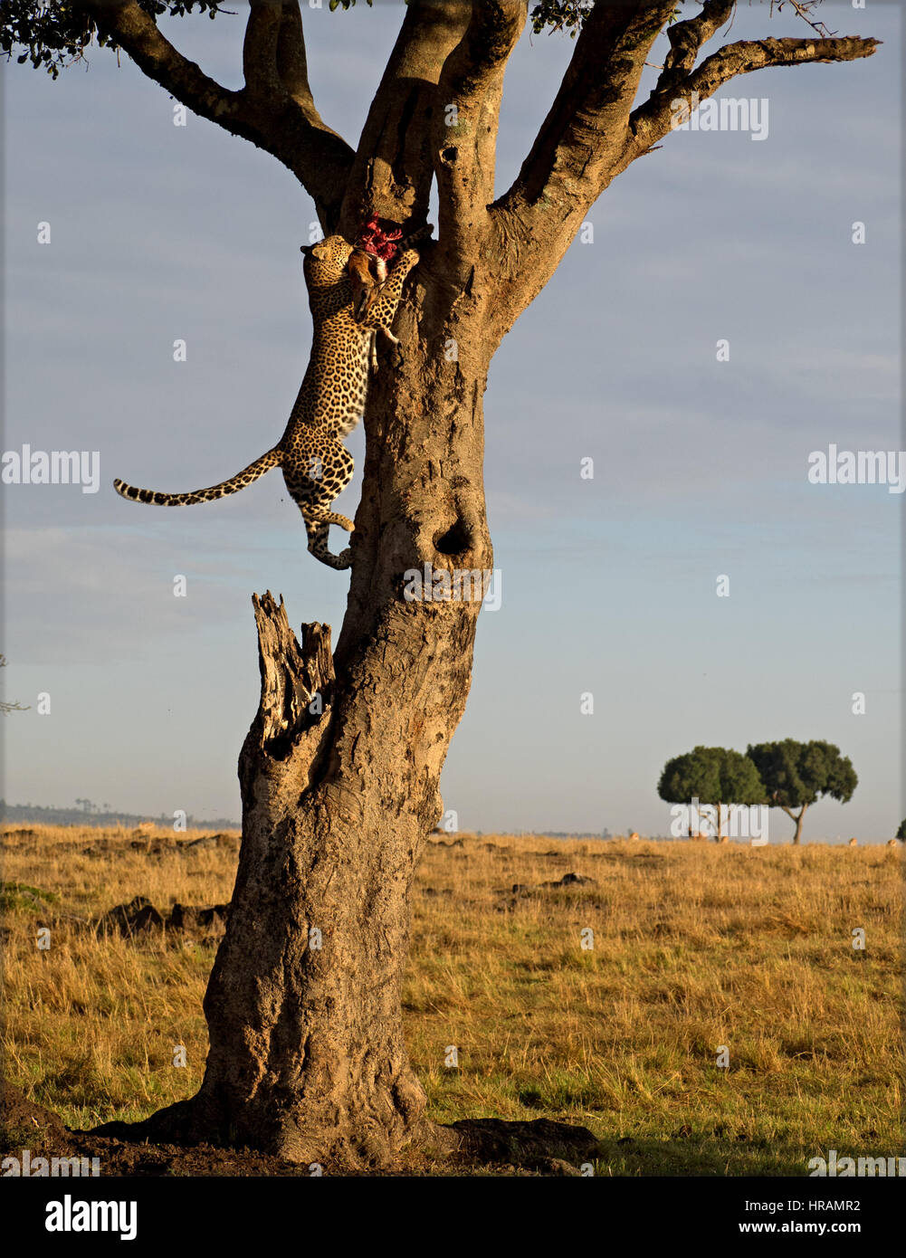 Leopard climbing up tree with retrieved antelope prey in Greater Mara ...
