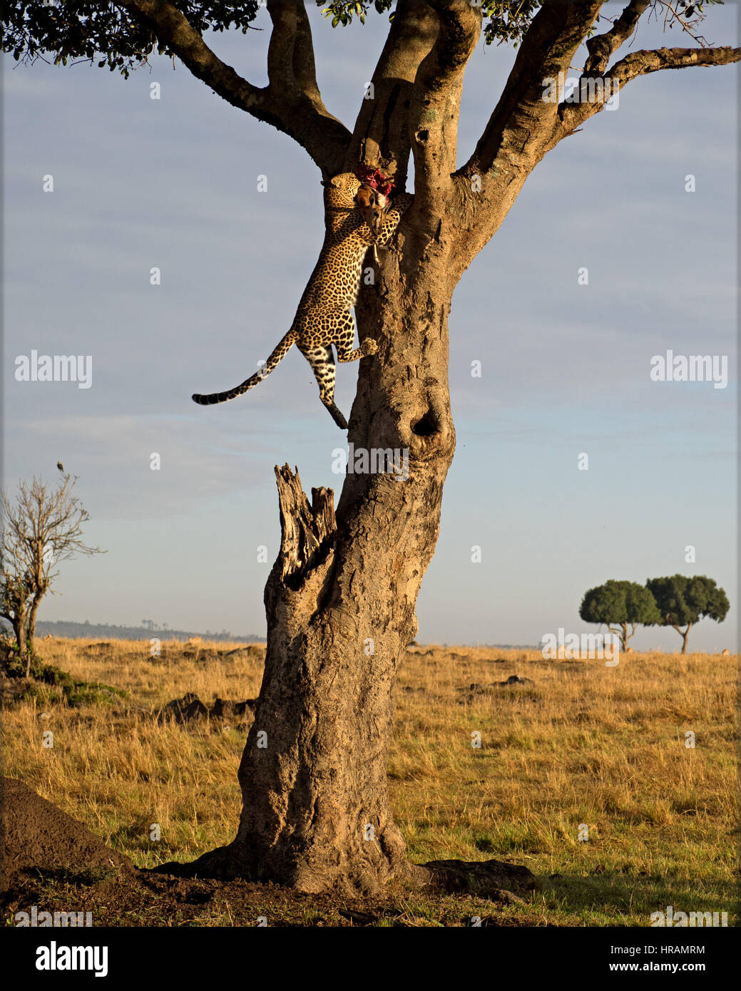 Leopard climbing up tree with retrieved antelope prey in Greater Mara ...