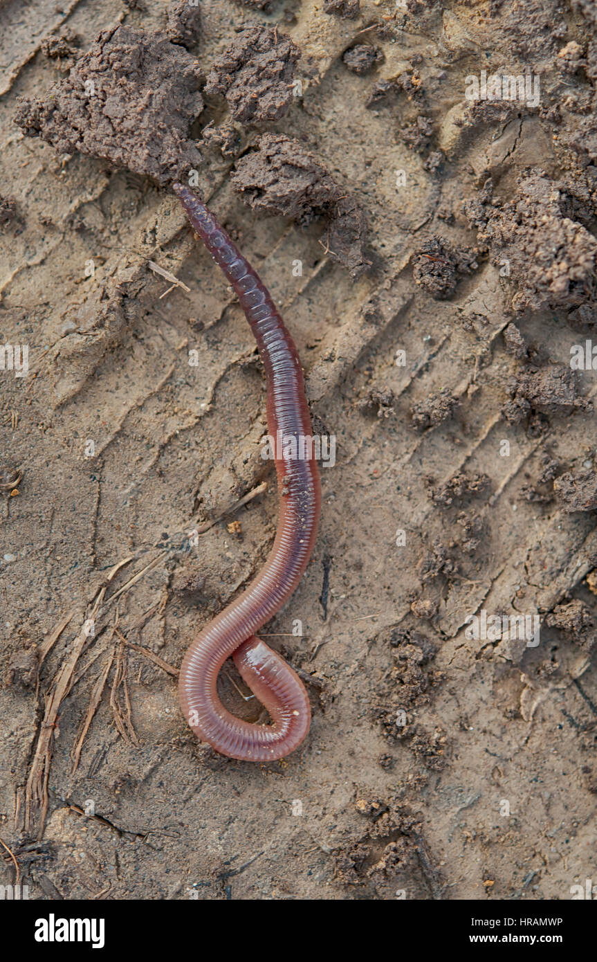 a earthworm in soil - close up shot Stock Photo - Alamy