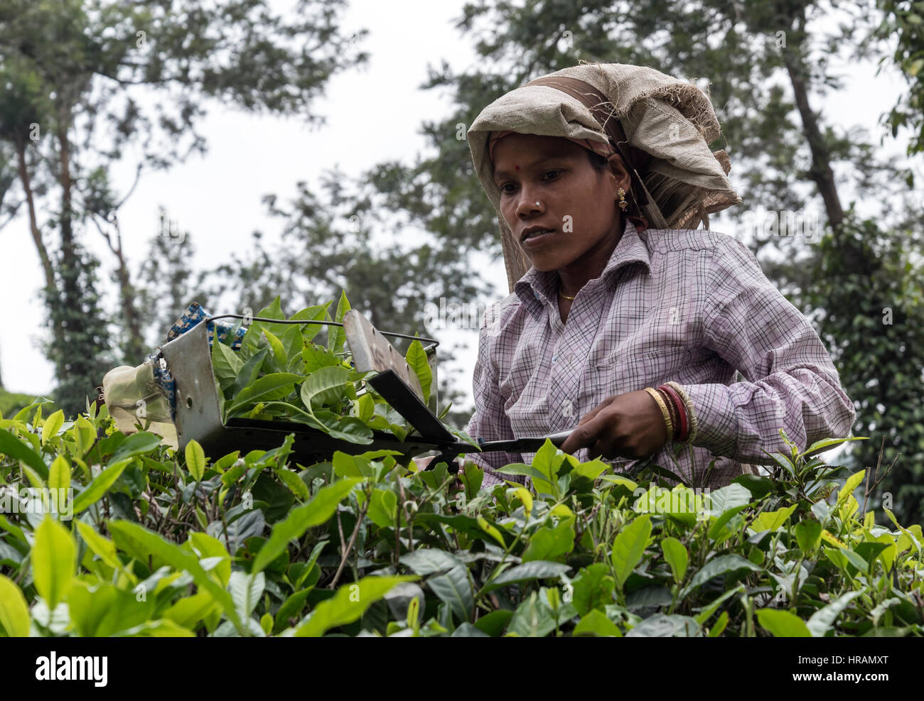 Portrait of tea picker at plantations near Periyar, Kumily, Kerala ...