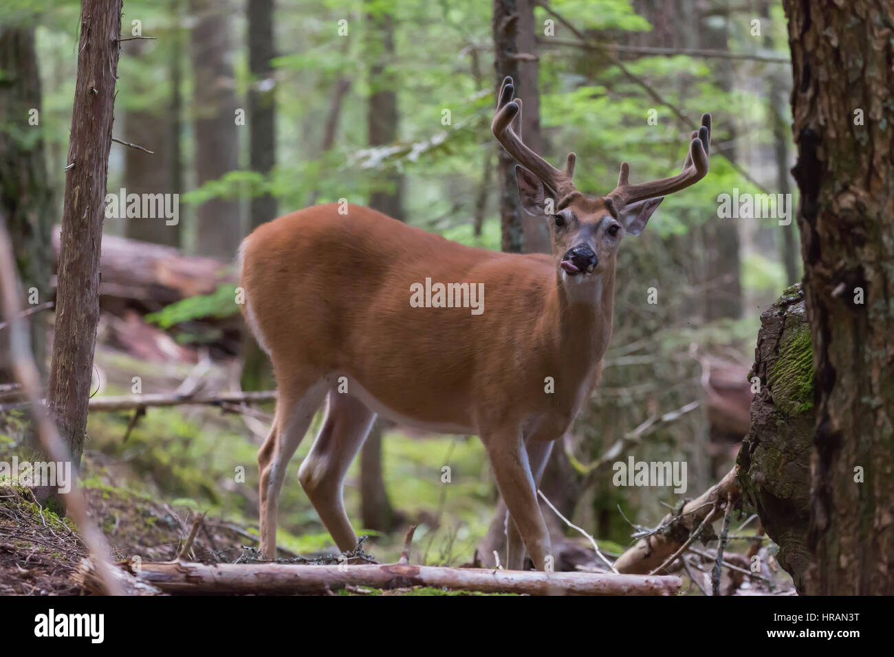 White-tailed Deer (Odocoileus virginianus) in forest in Glacier ...