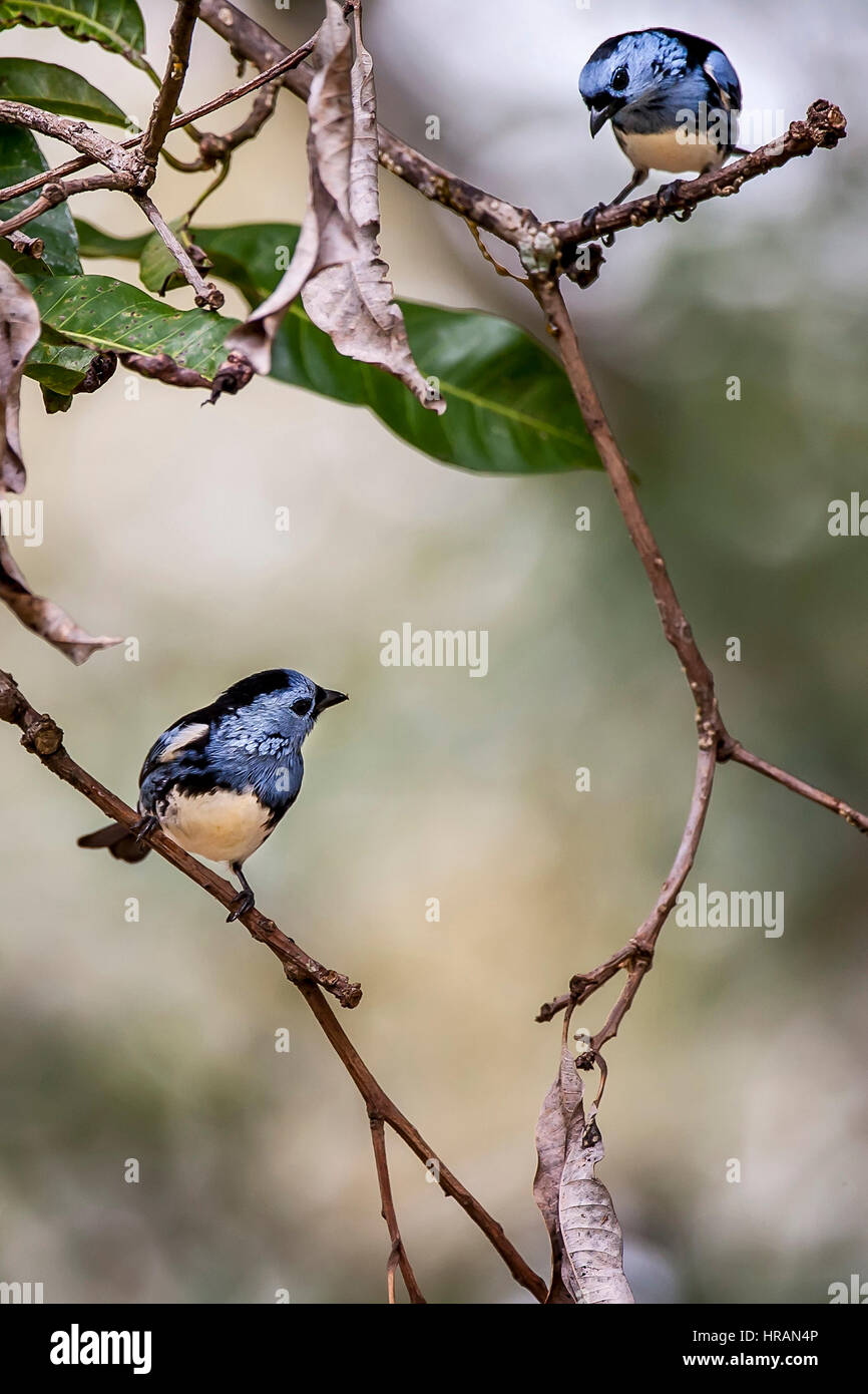 Two white-bellied Tanagers (Tangara brasiliensis) perched on branch, in ...