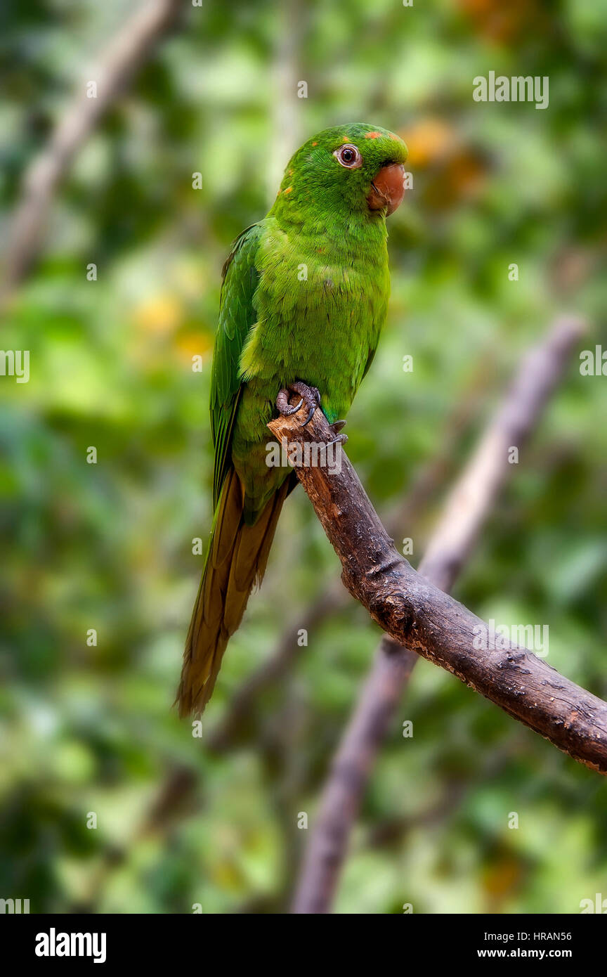 White eyed conure aratinga leucophthalmus hi-res stock photography and ...