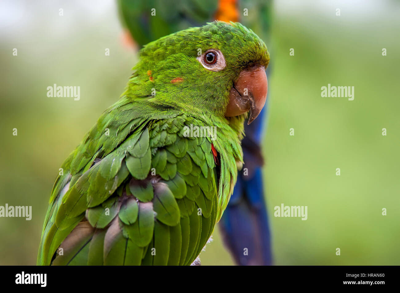 White eyed conure aratinga leucophthalmus hi-res stock photography and ...