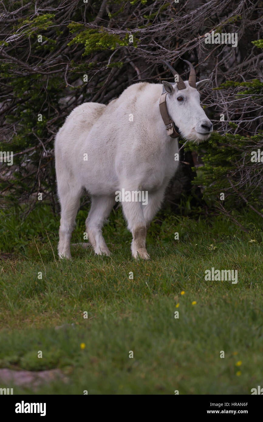 Goat wearing a collar hi-res stock photography and images - Alamy