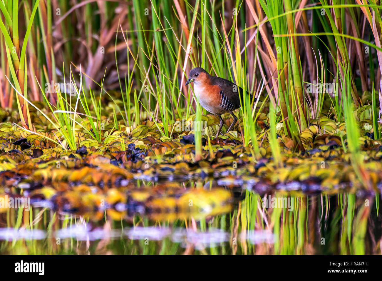 Rufous-sided Crake (Laterallus melanophaius), photographed in Sooretama, Espírito Santo ...