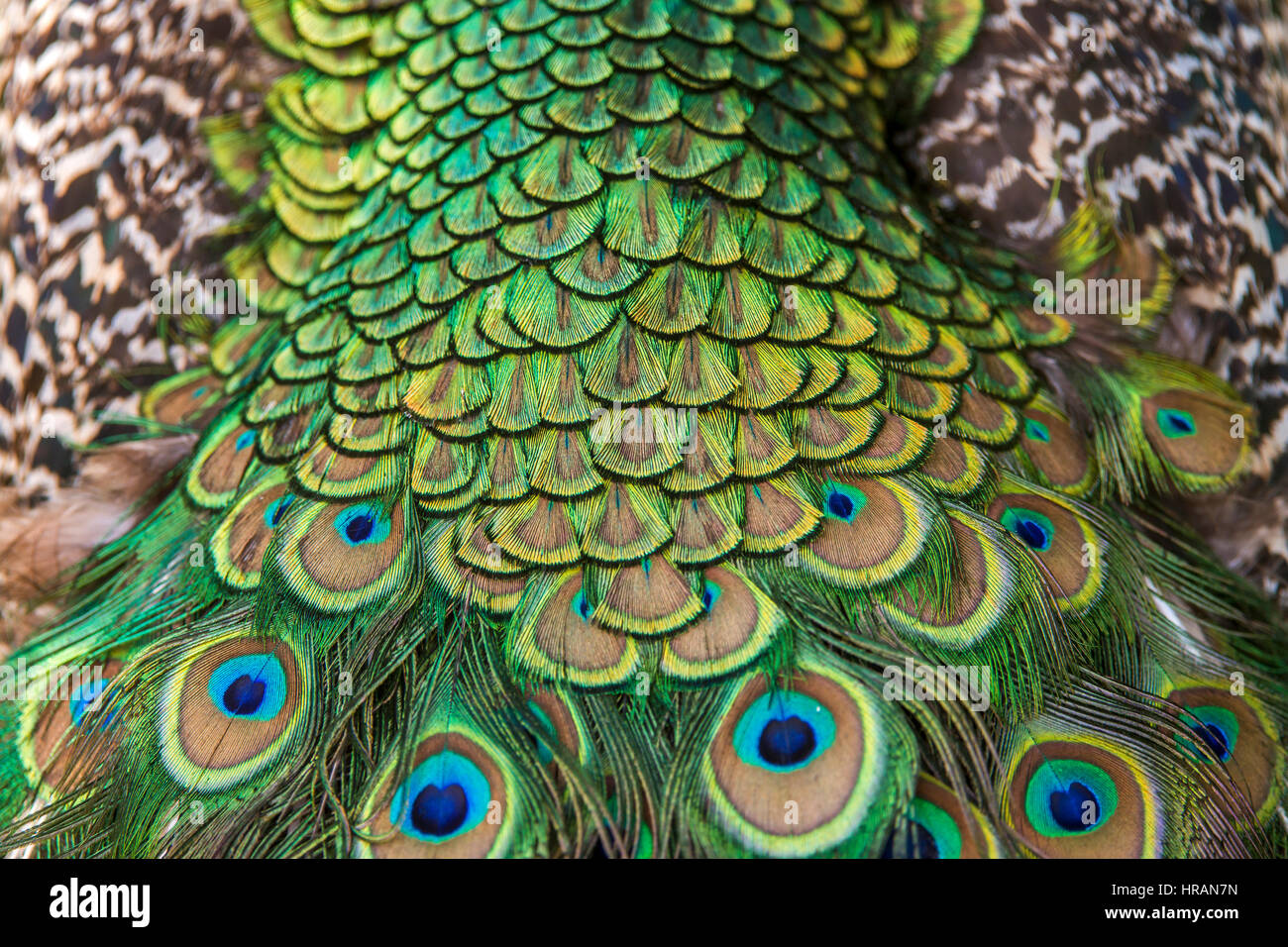 Peacock tail detail, photographed in Germany Stock Photo - Alamy