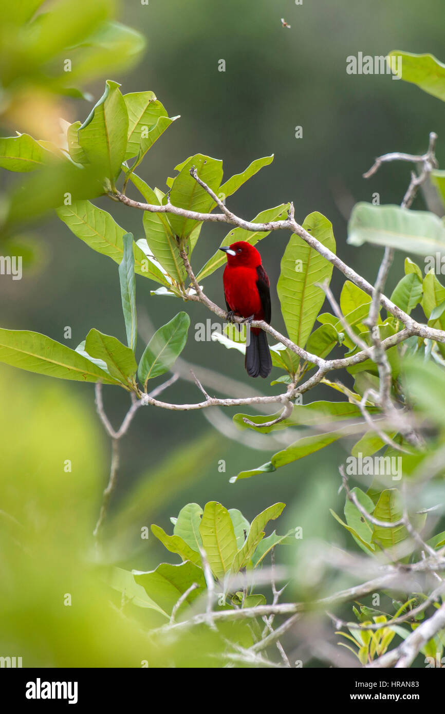 Naturaleza r hi-res stock photography and images - Alamy