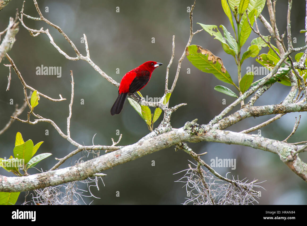 Brazilian Tanager (Ramphocelus bresilius), photographed in Sooretama ...