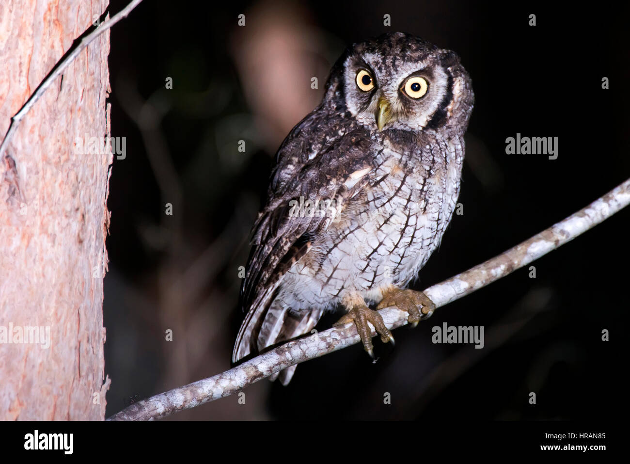 Tropical Screech-Owl (Megascops choliba) photographed overnight on the ...
