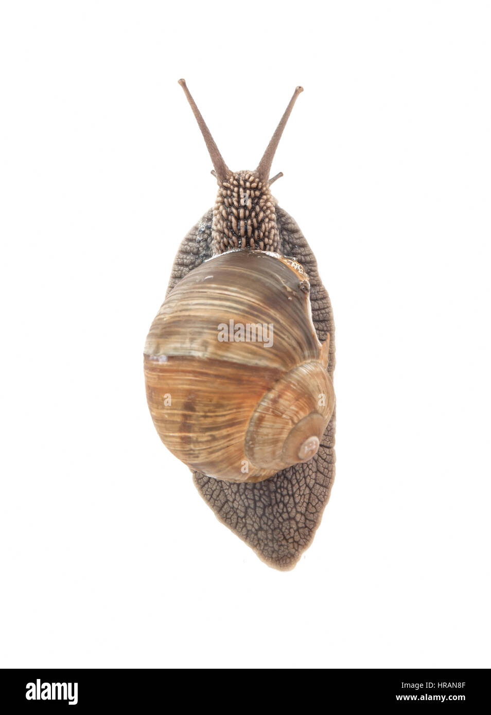 snail isolated on a white background Stock Photo - Alamy