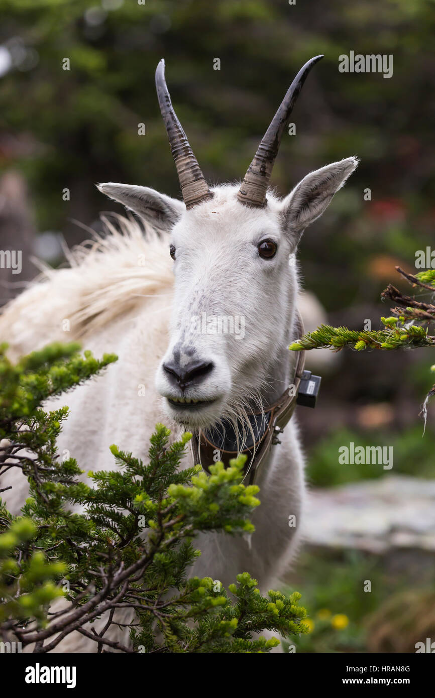 Adult Mountain Goat (Oreamnos americanus) wearing a radio collar in ...