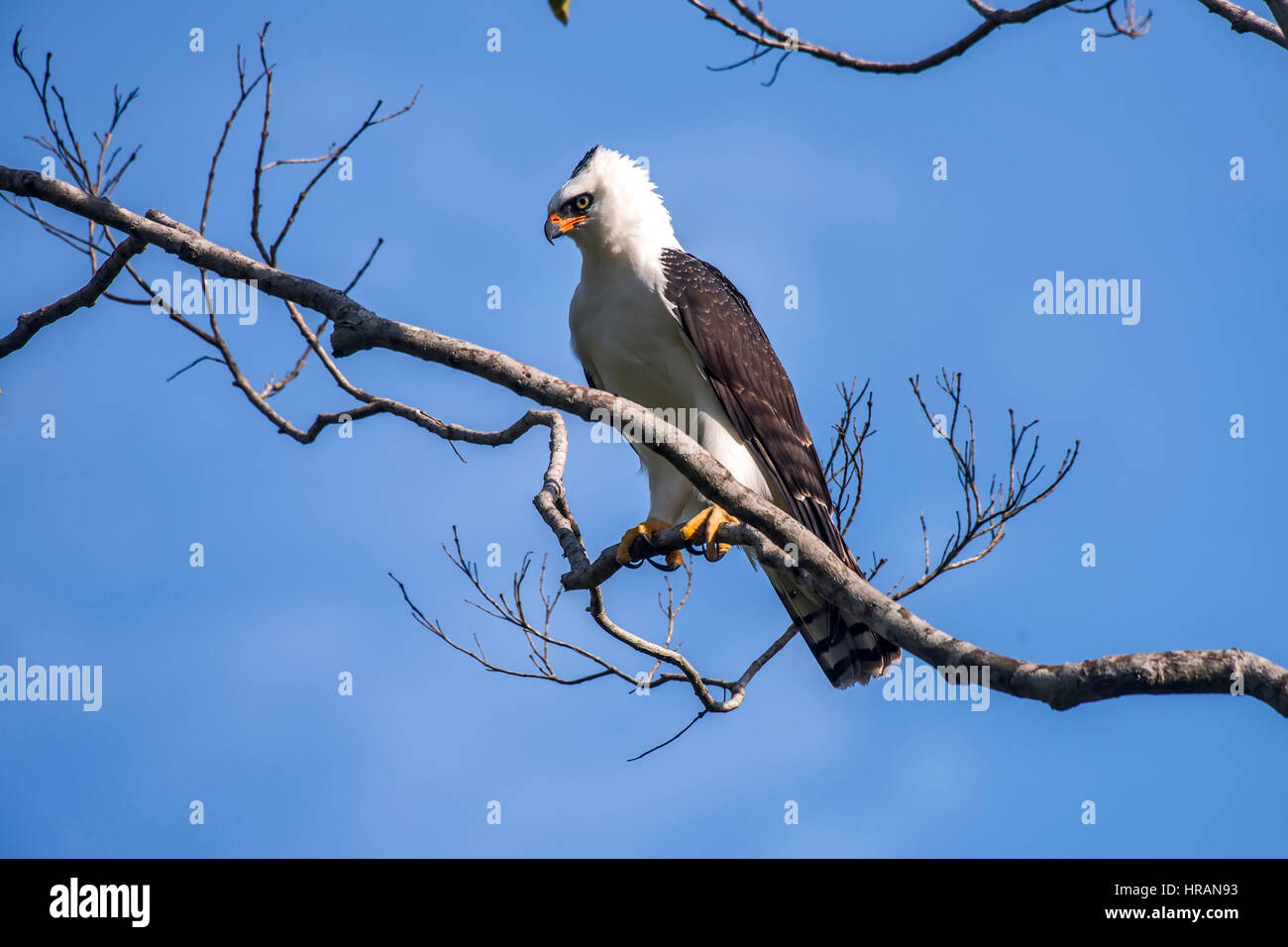 White Hawk Of Battle