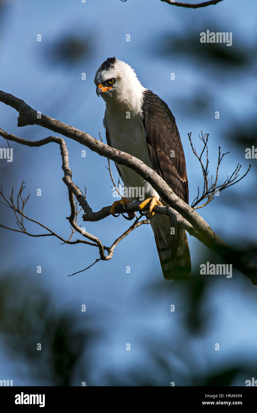 Black-and-white Hawk-Eagle (Spizaetus melanoleucus), photographed in ...