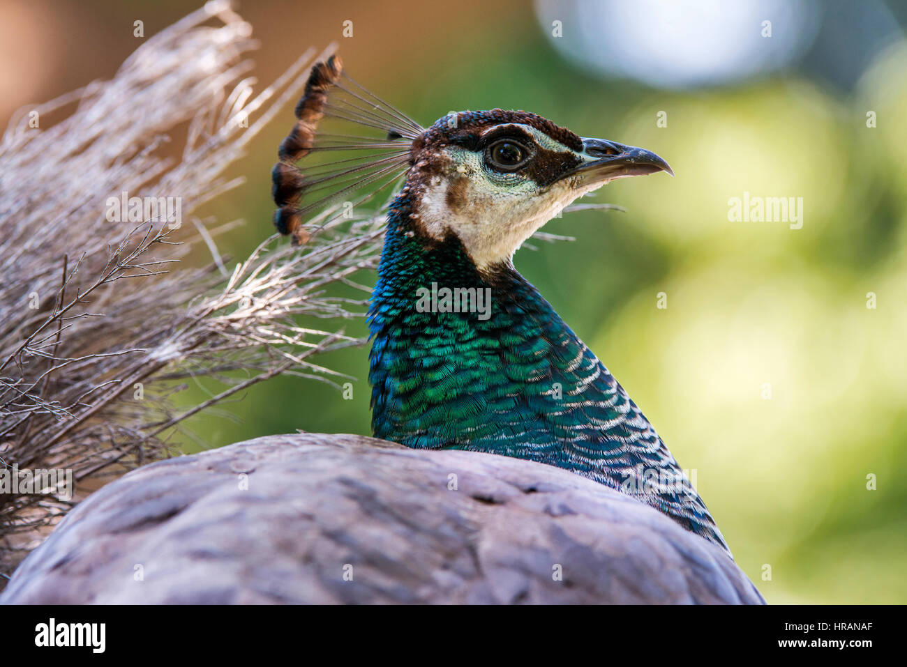 Peahen head, photographed in Germany Stock Photo - Alamy