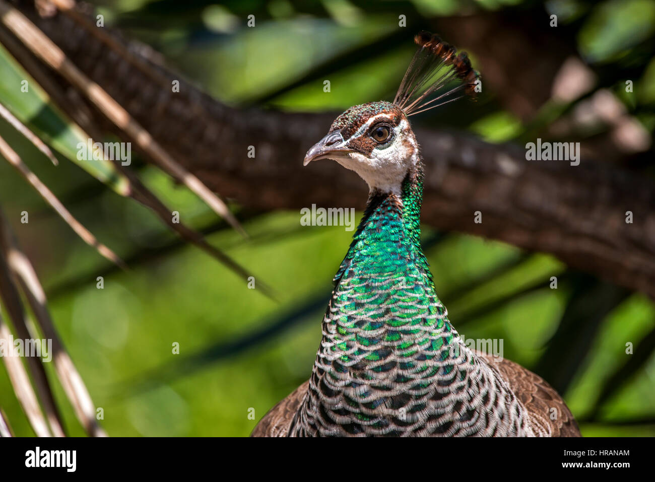 Peahen head, photographed in Germany Stock Photo - Alamy
