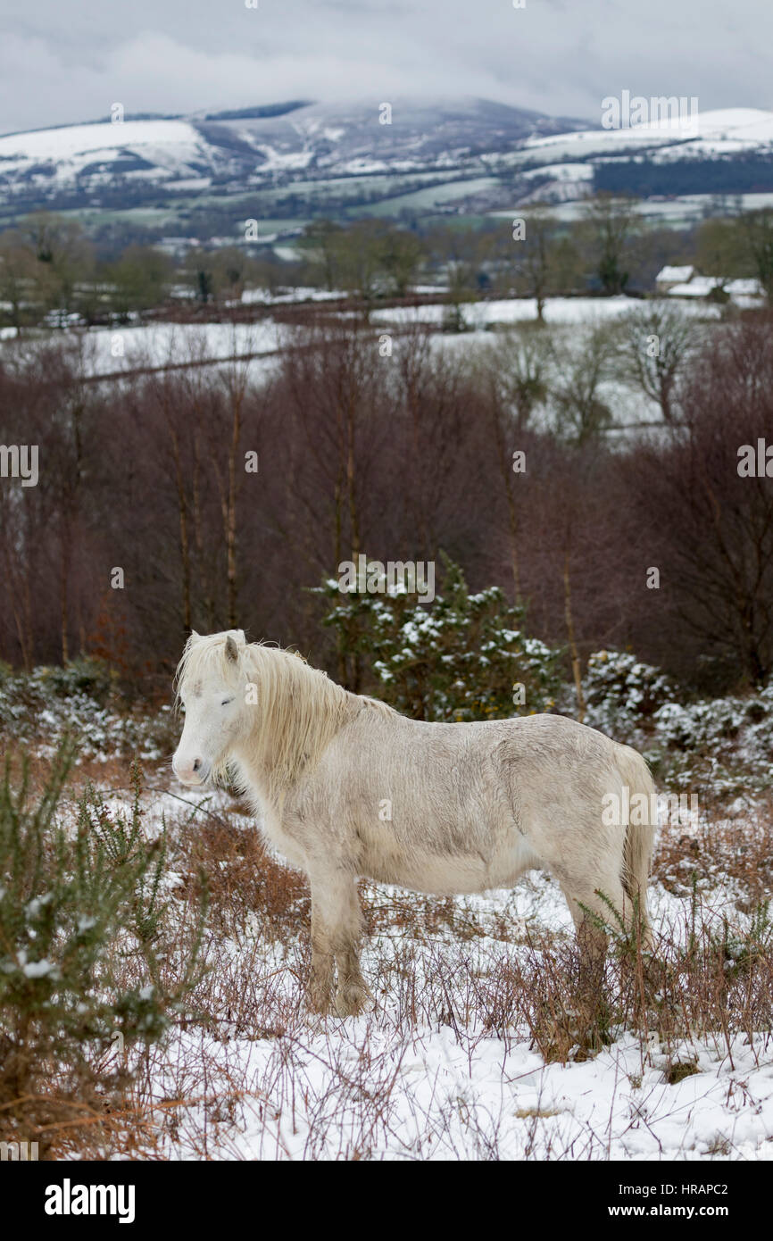Wild Welsh Carneddau Pony braves the freezing temperatures in North ...