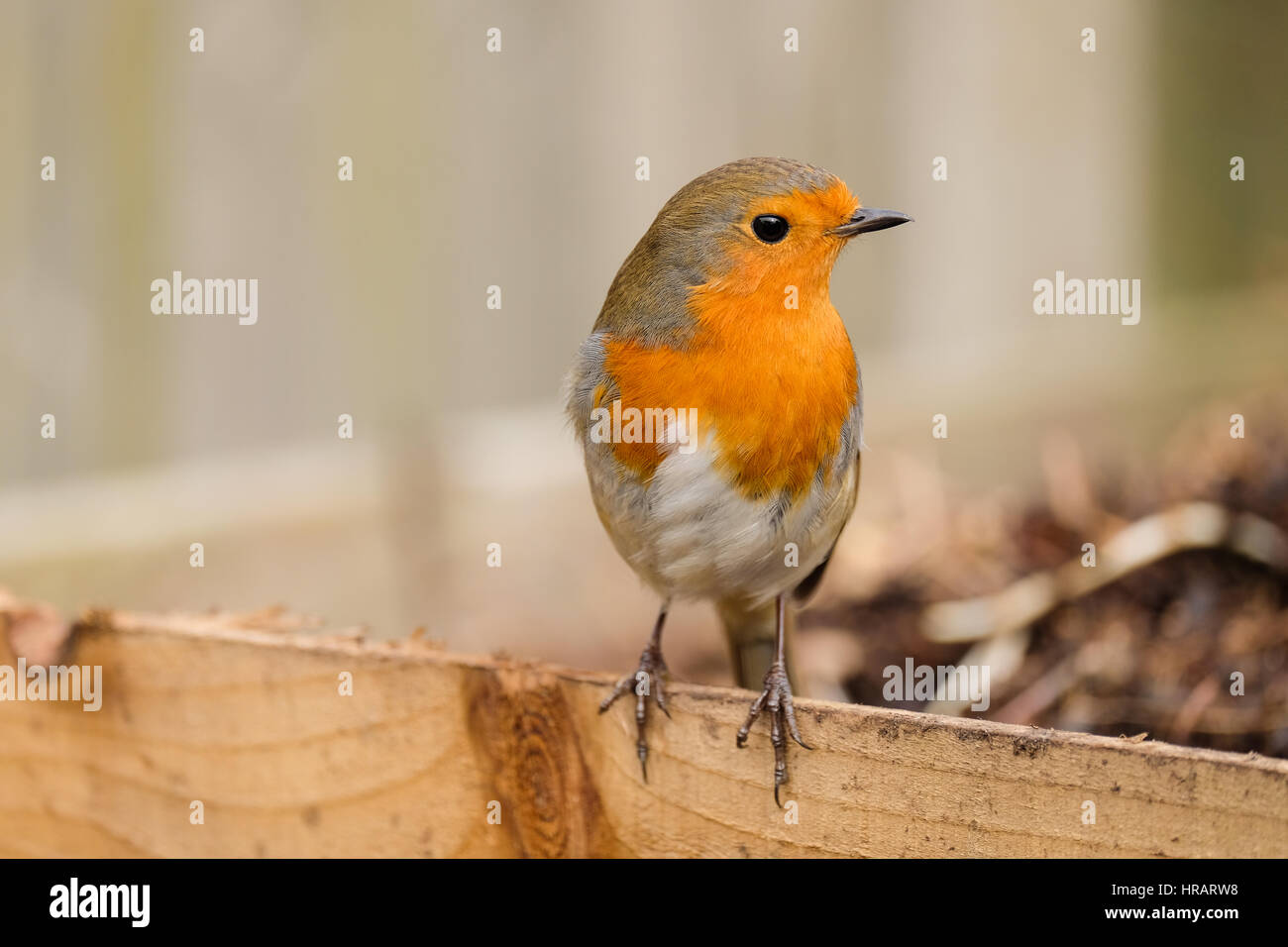 Robin looks for food in winter Stock Photo - Alamy