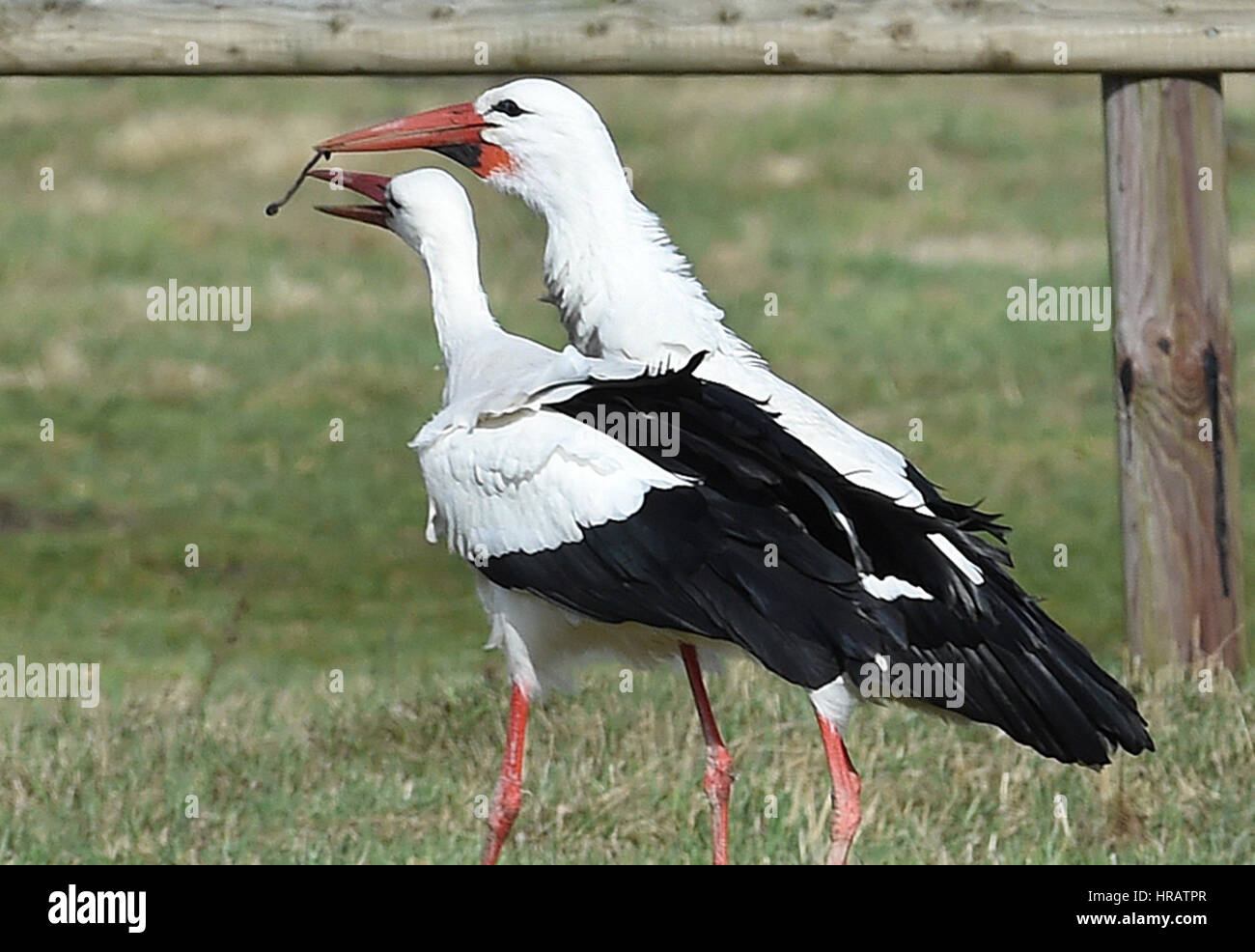 Leiferde, Germany. 28th Feb, 2017. German stork couple Fridolin and ...