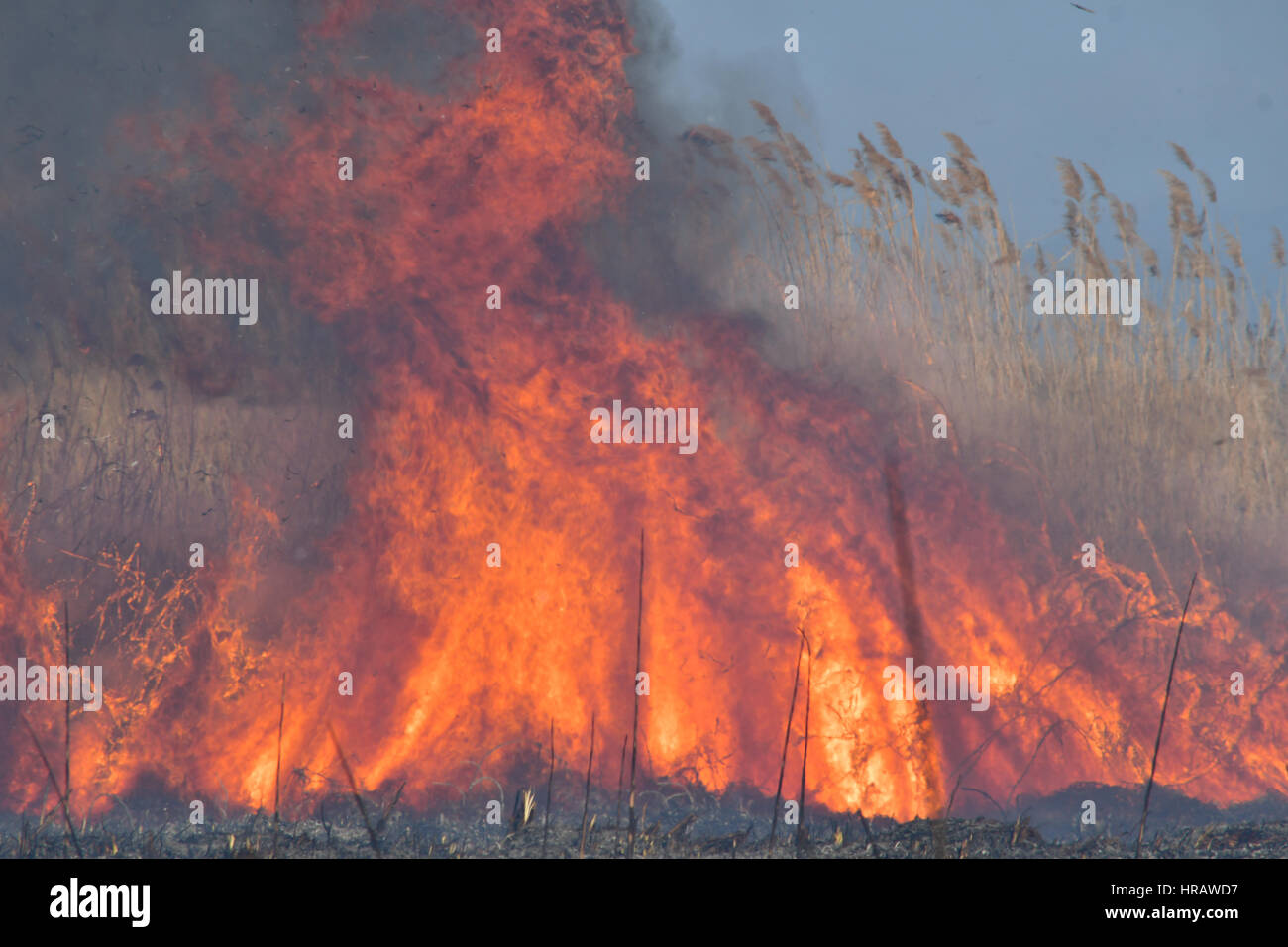 Argos, Greece. 28th Feb, 2017. Firefighters attempt to bring under ...