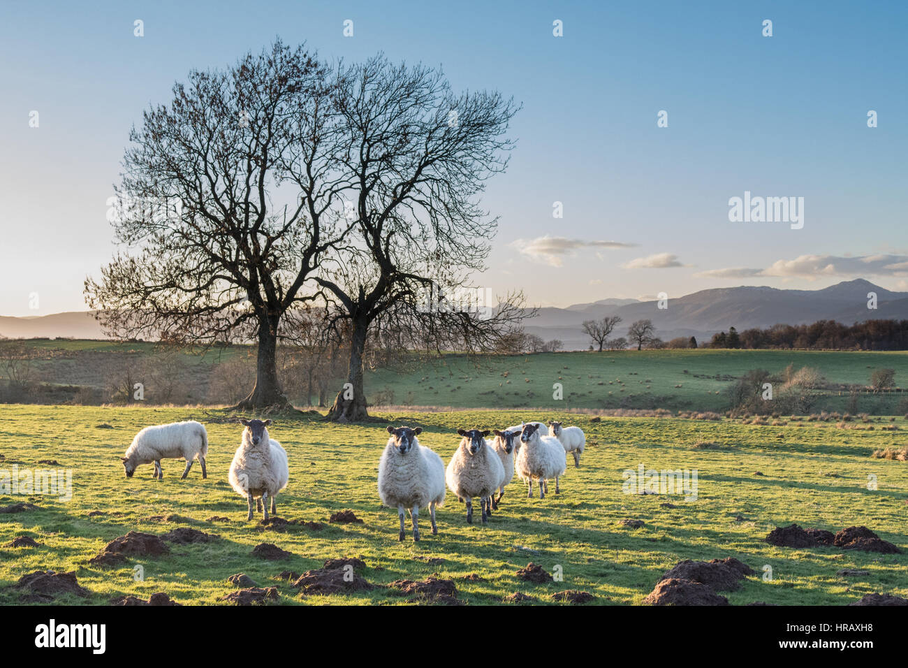 Sheep in field at sunset, Kippen, Stirling, Scotland, UK Stock Photo ...