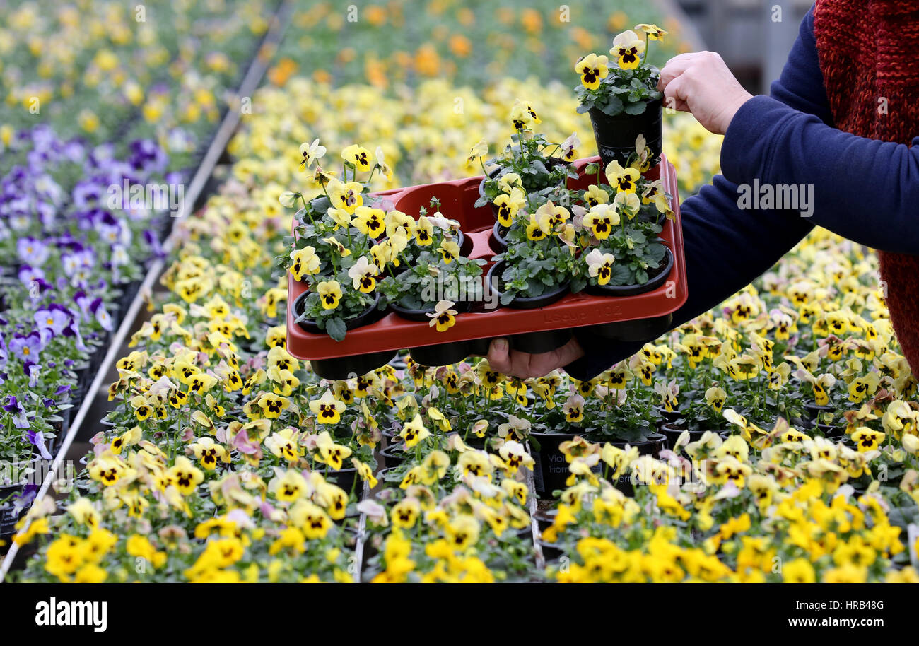 Barth, Germany. 01st Mar, 2017. Workers in the Nordflor greenhouses ...