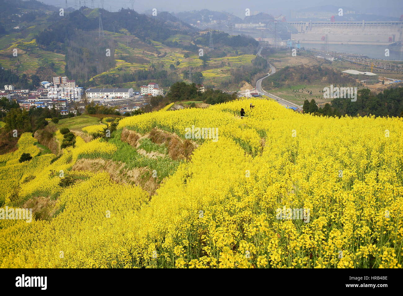 Yichang, China. 1st Mar, 2017. Rapeseed flowers blossom in Yichang ...