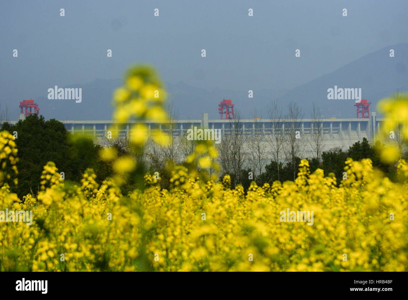 Yichang, China. 1st Mar, 2017. Rapeseed flowers blossom in Yichang ...