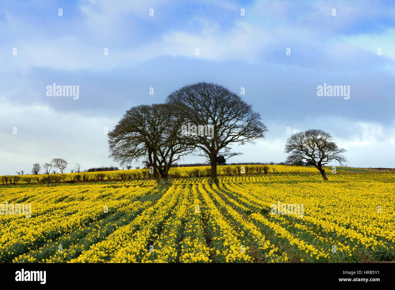 Caerwys hi-res stock photography and images - Alamy