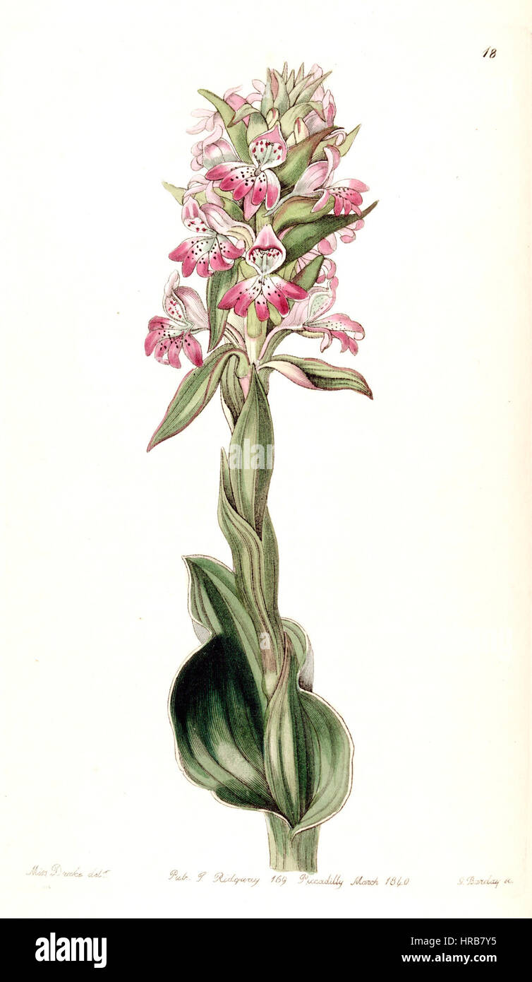 Satyrium erectum (as Satyrium pustulatum) - Edwards vol 26 (NS 3) pl 18 ...
