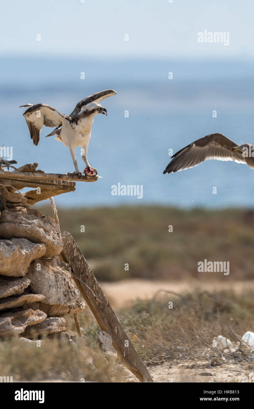 Osprey in breeding season Stock Photo - Alamy