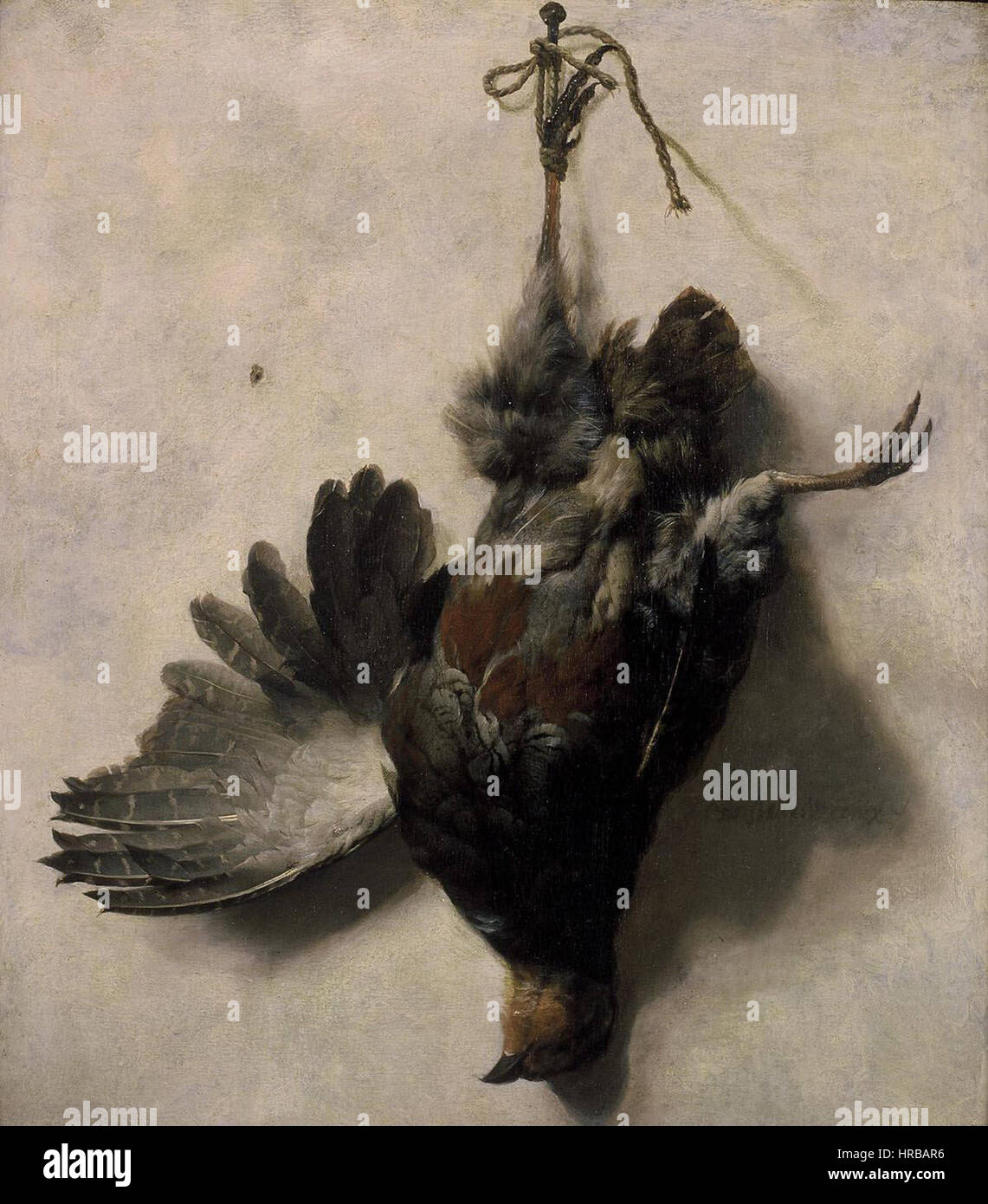 Patrijs High Resolution Stock Photography and Images - Alamy