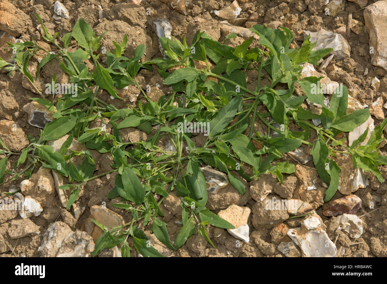 Common orache, Atriplex patula, spreading, prostrate plant on waste ...