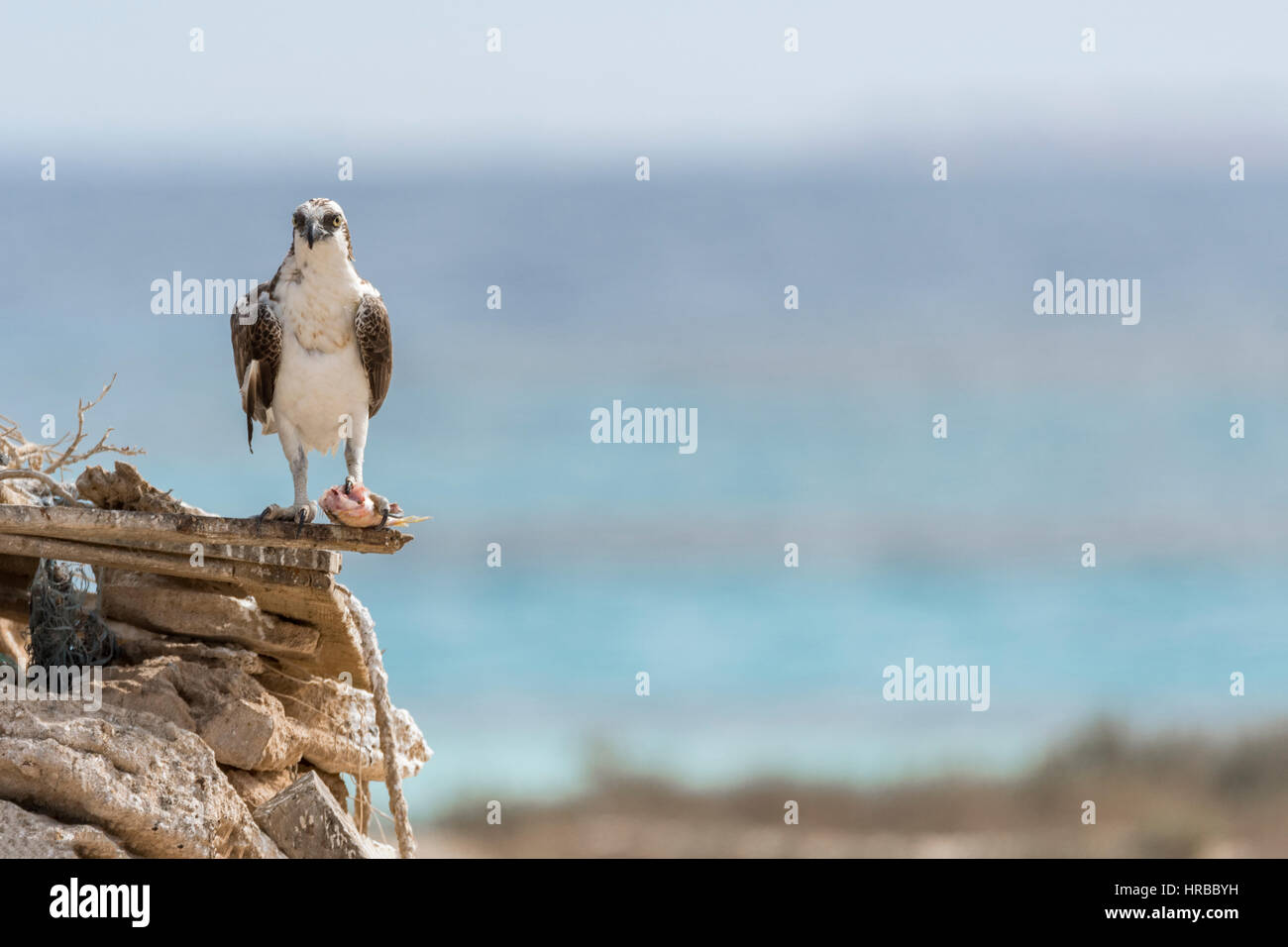 Osprey in breeding season Stock Photo - Alamy