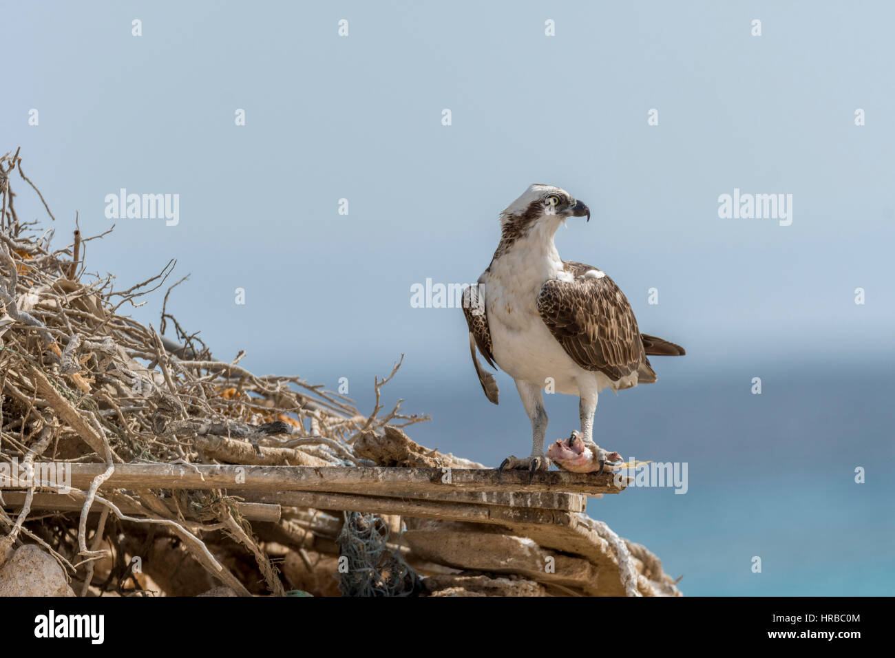 Osprey in breeding season Stock Photo - Alamy