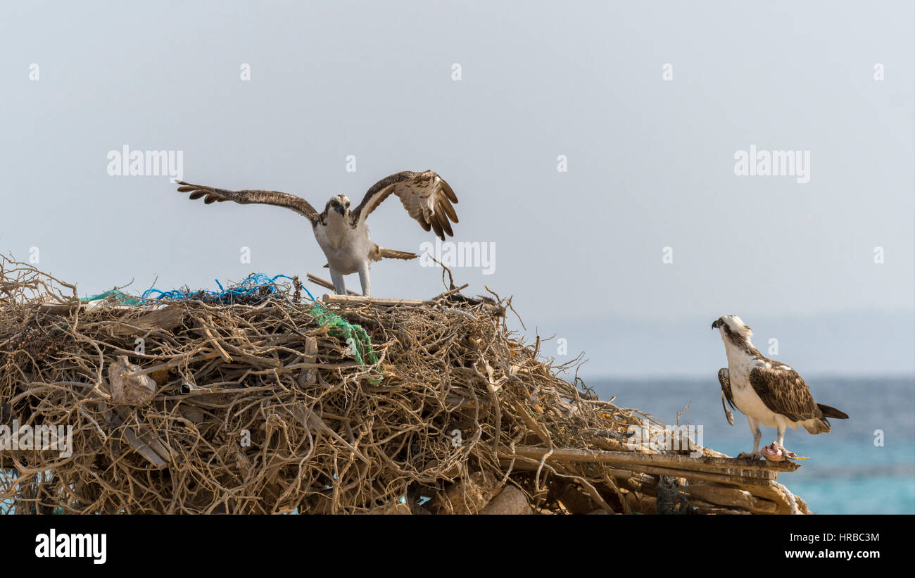 Osprey in breeding season Stock Photo - Alamy